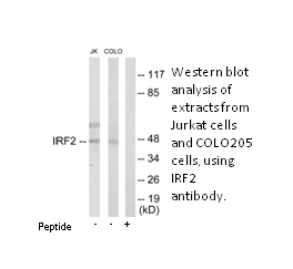 IRF2 Antibody | AAT Bioquest