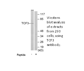 TCF3 Antibody | AAT Bioquest