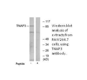 TNAP3 Antibody | AAT Bioquest