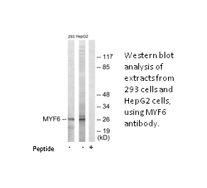 MYF6 Antibody | AAT Bioquest