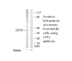 COT2 Antibody | AAT Bioquest