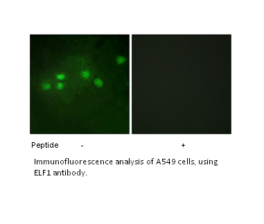 ELF1 Antibody | AAT Bioquest