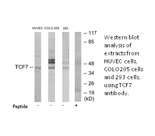 TCF7 Antibody | AAT Bioquest