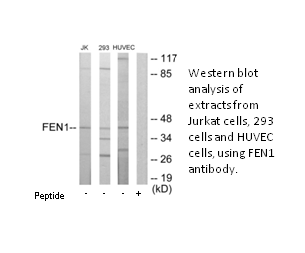 FEN1 Antibody | AAT Bioquest
