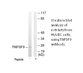 TNFSF9 Antibody | AAT Bioquest