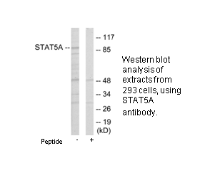 STAT5A Antibody | AAT Bioquest