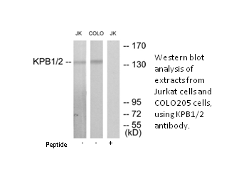 KPB1/2 Antibody | AAT Bioquest