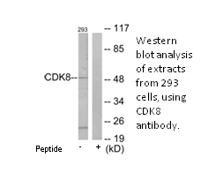 CDK8 Antibody | AAT Bioquest