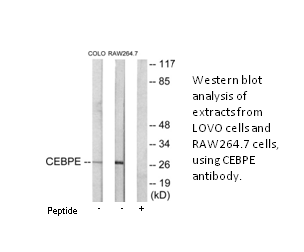 CEBPD/E Antibody | AAT Bioquest