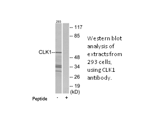 CLK1 Antibody | AAT Bioquest