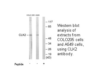 CLK2 Antibody | AAT Bioquest