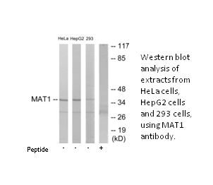 MAT1 Antibody | AAT Bioquest
