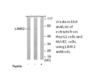 LIMK2 Antibody | AAT Bioquest