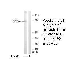 SP3/4 Antibody | AAT Bioquest
