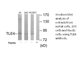 TLE4 Antibody | AAT Bioquest