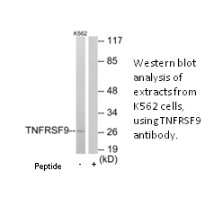 TNFRSF9 Antibody | AAT Bioquest