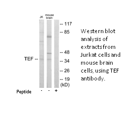 TEF Antibody | AAT Bioquest