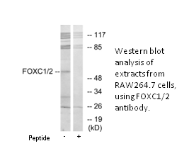 FOXC1/2 Antibody | AAT Bioquest