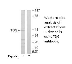 TDG Antibody | AAT Bioquest