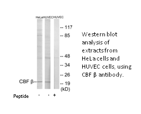 CBF β Antibody | AAT Bioquest
