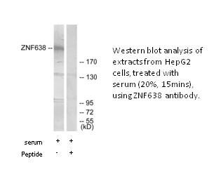 ZNF638 Antibody | AAT Bioquest