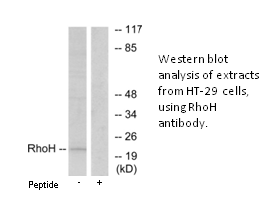 RhoH Antibody | AAT Bioquest