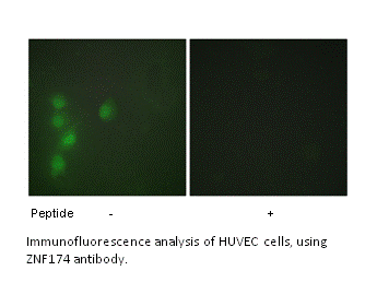 ZNF174 Antibody | AAT Bioquest