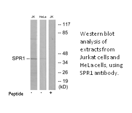 SPR1 Antibody | AAT Bioquest