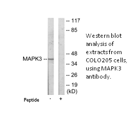 MAPK3 Antibody | AAT Bioquest