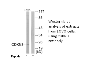 CDKN3 Antibody | AAT Bioquest