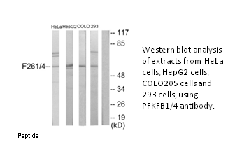 F261/4 Antibody | AAT Bioquest