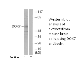 DOK7 Antibody | AAT Bioquest