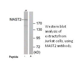 MAST2 Antibody | AAT Bioquest