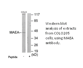 MAEA Antibody | AAT Bioquest