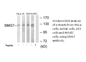 SMG7 Antibody | AAT Bioquest