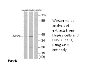 AP2C Antibody | AAT Bioquest