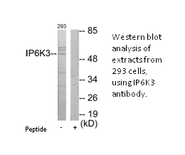 IP6K3 Antibody | AAT Bioquest