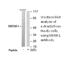 MKNK1 Antibody | AAT Bioquest