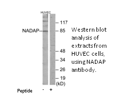NADAP Antibody | AAT Bioquest
