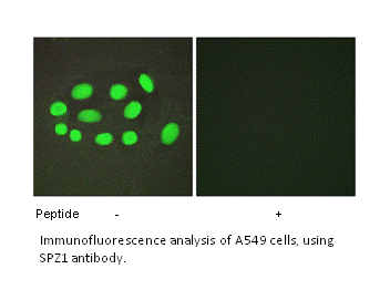 SPZ1 Antibody | AAT Bioquest