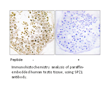 SPZ1 Antibody | AAT Bioquest