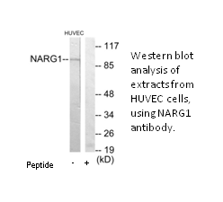 NARG1 Antibody | AAT Bioquest