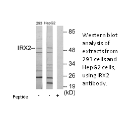 IRX2 Antibody | AAT Bioquest