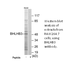 BHLHB3 Antibody | AAT Bioquest
