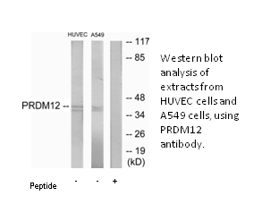 PRDM12 Antibody | AAT Bioquest