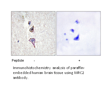 MRC2 Antibody | AAT Bioquest