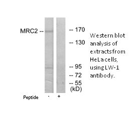 MRC2 Antibody | AAT Bioquest
