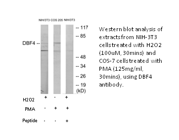 DBF4 Antibody | AAT Bioquest