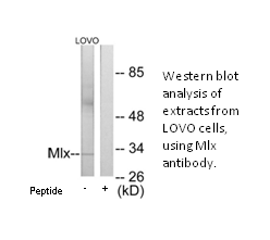 Mlx Antibody | AAT Bioquest