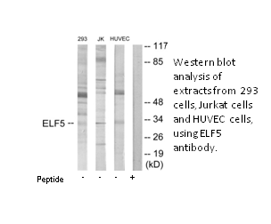 ELF5 Antibody | AAT Bioquest